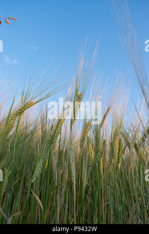 Field of barley, Hayling Island,England Stock Photo - Alamy