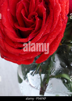 A Single Red Rose on a Red Glitter Table Stock Photo - Alamy