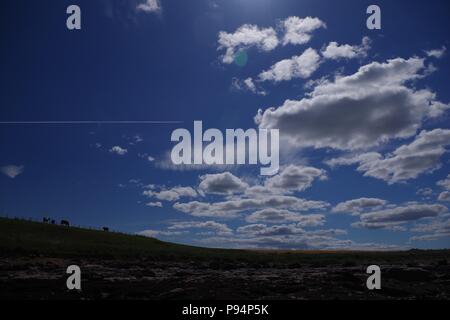 Silhouetted Cows on a Hill under a Summer Sky of Cumulus Mediocris ...