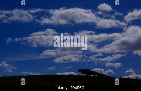 Silhouetted Cows on a Hill under a Summer Sky of Cumulus Mediocris ...