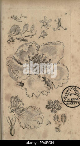 A grammar of botany (Plate III Stock Photo - Alamy