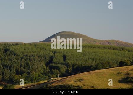 Scottish Hill beyond Conifer Plantation in Golden Evening Light ...