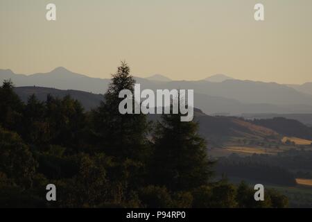 Conifer Forestry Plantation. Wooded Farmland. Abernethy, Perth ...