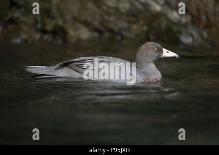 The New Zealand Blue Duck (Whio), swimming on a river Stock Photo - Alamy