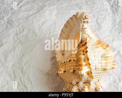 Big spiral striped seashell on white. summer holiday concept Stock ...