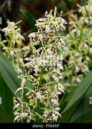 Upright spray of the Central American epiphytic orchid, Prosthechea ...