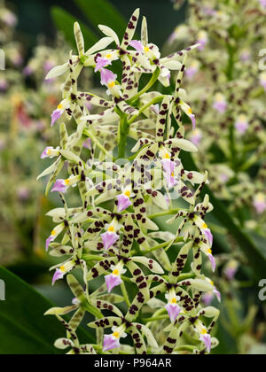 Upright spray of the Central American epiphytic orchid, Prosthechea ...