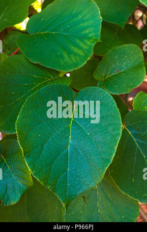 Green bright rough kiwi leaves on the vine, close up Stock Photo - Alamy