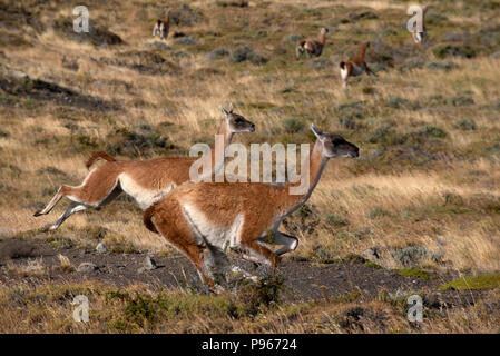 2 adult guanaco fleeing in panic after spotting a Patagonian Puma ...