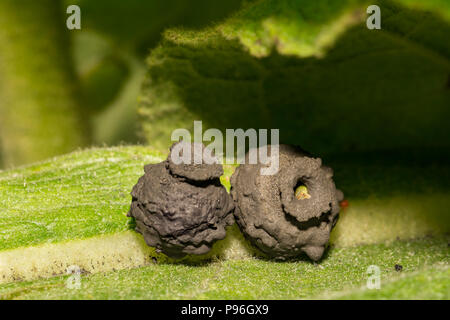 Mud dauber wasp nests attached to a wooden window frame indoors ...