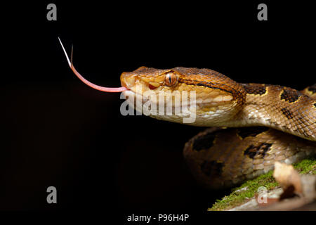point-scaled pit viper Protobothrops mucrosquamatus habu viper ...
