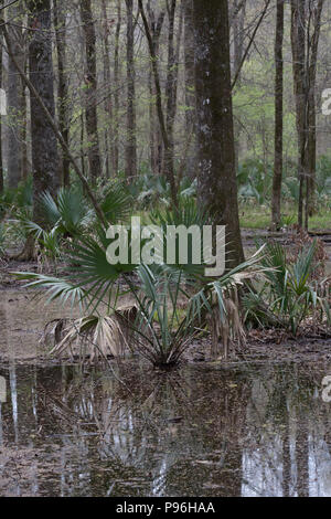 Dwarf palmetto plants growing in shallow swamp water Stock Photo - Alamy