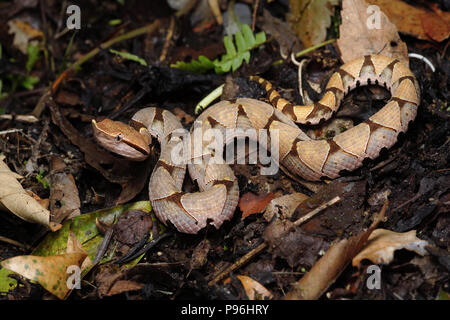 Deinagkistrodon acutus hundred pacer sharp-nosed viper, chinese ...