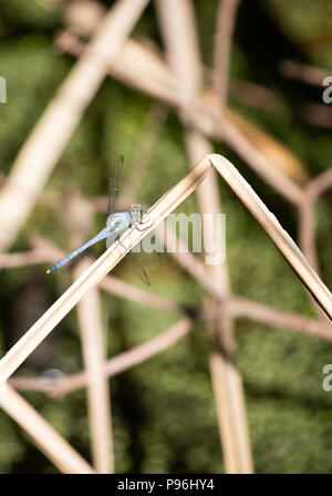 brown dragonfly resting on a dried grass seed head Stock Photo - Alamy