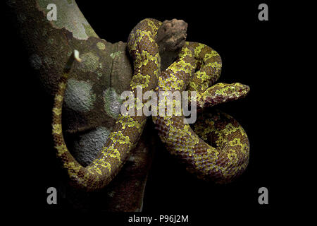 Mangshan pit viper (Protobothrops mangshanensis) is a venomous pit ...