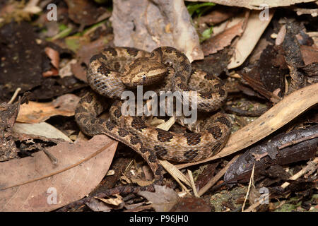 point-scaled pit viper Protobothrops mucrosquamatus habu viper ...
