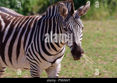A portrait of a zebra eating hay in a zoo Stock Photo - Alamy