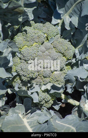 Broccoli Growing in Field Stock Photo - Alamy