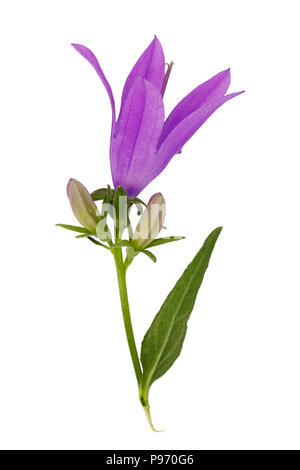 Bell Flower close up isolated on dark green background Stock Photo - Alamy