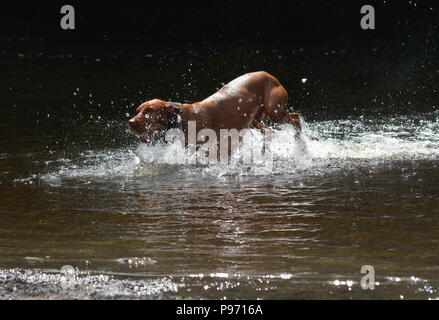 Weimeraner running in water Stock Photo - Alamy