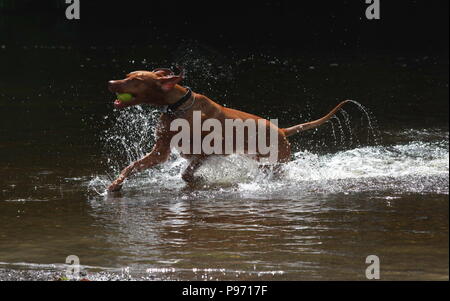 Weimeraner running in water Stock Photo - Alamy