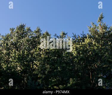 spruce trees,tree line on the särkitunturi,muonio,lapland,finland Stock ...