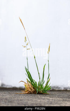 Green grass tuft with sand dune in the talking, Inn shore Stock Photo ...