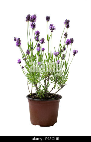 Fresh isolated potted lavender plant Stock Photo - Alamy