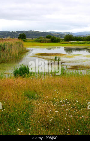 Bird watching at Conwy RSPB reserve Stock Photo - Alamy