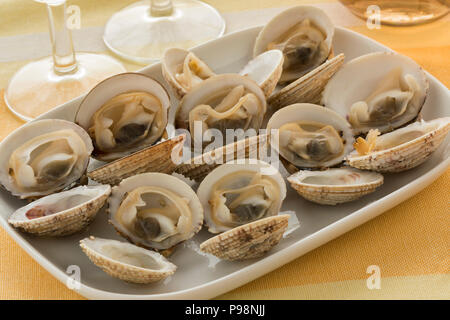 Warty Venus - Venus verrucosa Stock Photo - Alamy