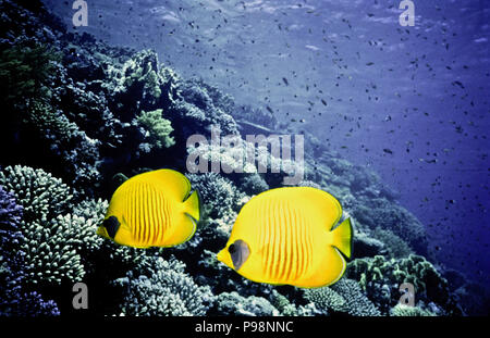 Blue-cheeked butterflyfish (Chaetodon semilarvatus, Blue mask, Golden ...