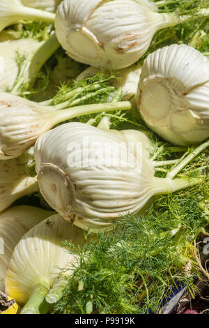 Organic vegan food - fennel root for cooking Stock Photo - Alamy