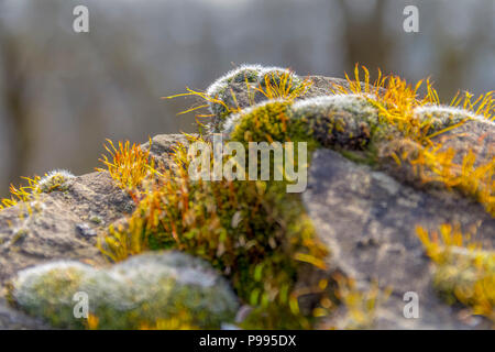 A closeup shot of Grey moss on Prunus domestic rough texture Stock ...
