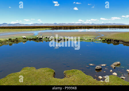 Shores of Lake Junin Stock Photo - Alamy
