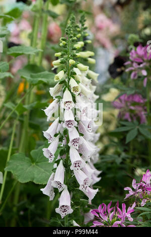 Digitalis purpurea Camelot Lavender foxglove Camelot Lavender - long ...