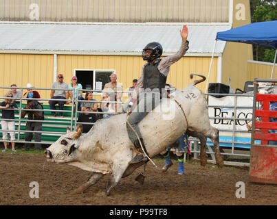 Bull rider in action. Small town weekly Bull Riding as a sport. Fox ...