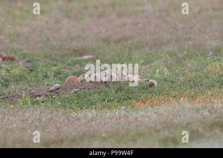 Black Tailed Prairie Dog, First Peoples Buffalo Jump State Park Montana ...