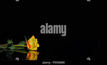 Yellow Rose, Black Background, Reflection, Tight Stock Photo - Alamy
