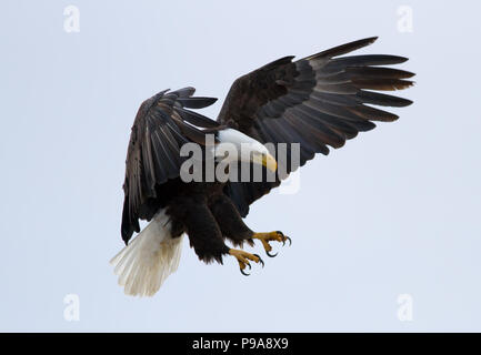 Bald Eagle Landing Talons Stock Photo - Alamy