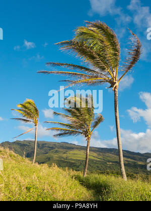coconut trees swaying in wind during stormy weather. Dark monsoon ...