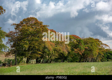 Clitheroe, Lancashire. 17th July 2018. UK Weather: Beech trees showing ...