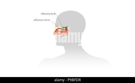 Anatomy of Smell, Illustration Stock Photo - Alamy