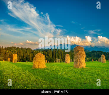 The Haystacks in the field. Summer haymaking Stock Photo - Alamy