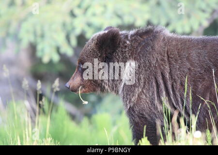 grizzly bear cub , canadian rockies Stock Photo - Alamy