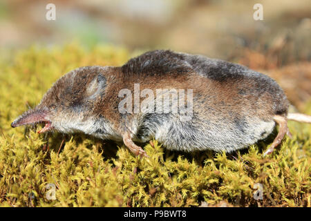 common shrew, Eurasian common shrew (Sorex araneus), on rotten wood ...