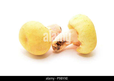 Russula violeipes mushroom isolated on white Stock Photo - Alamy