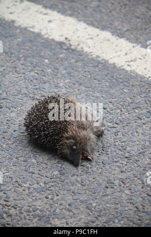 A roadkill hedgehog squashed on the road at Camelford, Cornwall ...