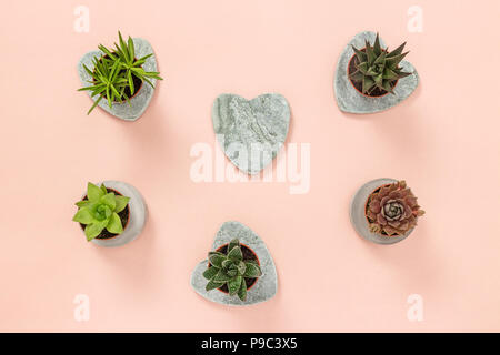 Succulent plants on pastel pink background. Flat lay Stock Photo - Alamy