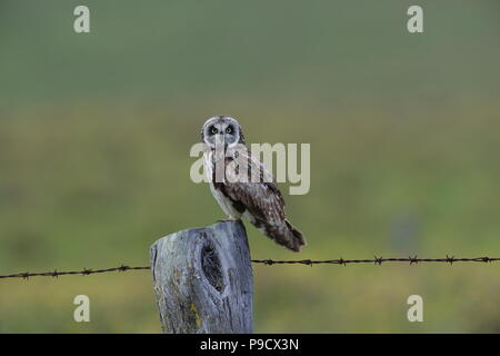 hawaiian short eared owl Big Island Hawaii Stock Photo - Alamy