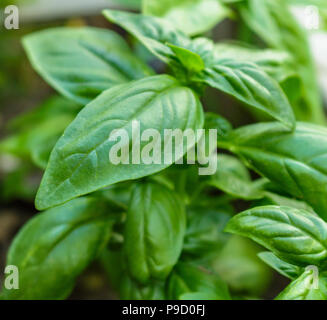 Sweet, savory, Genovese basil growing organically in a raised bed ...